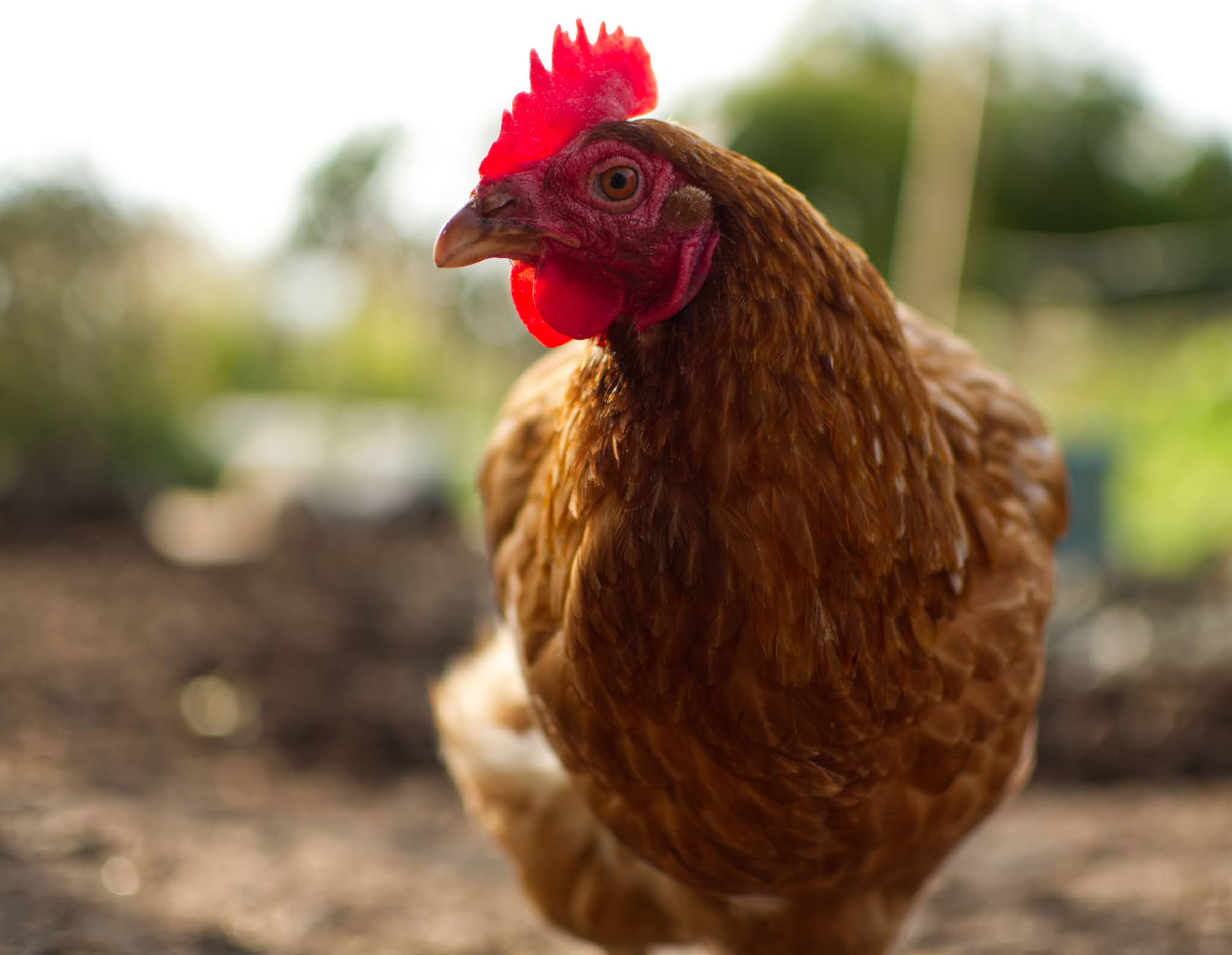 Hen care: the basics