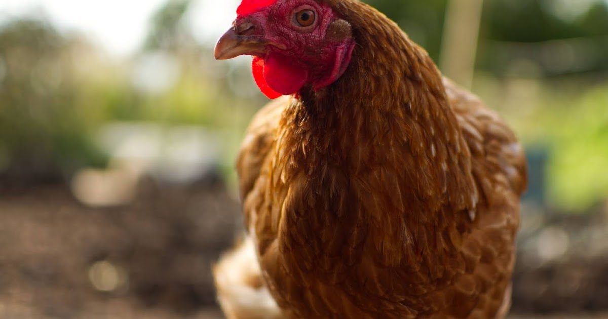 Hen care: the basics