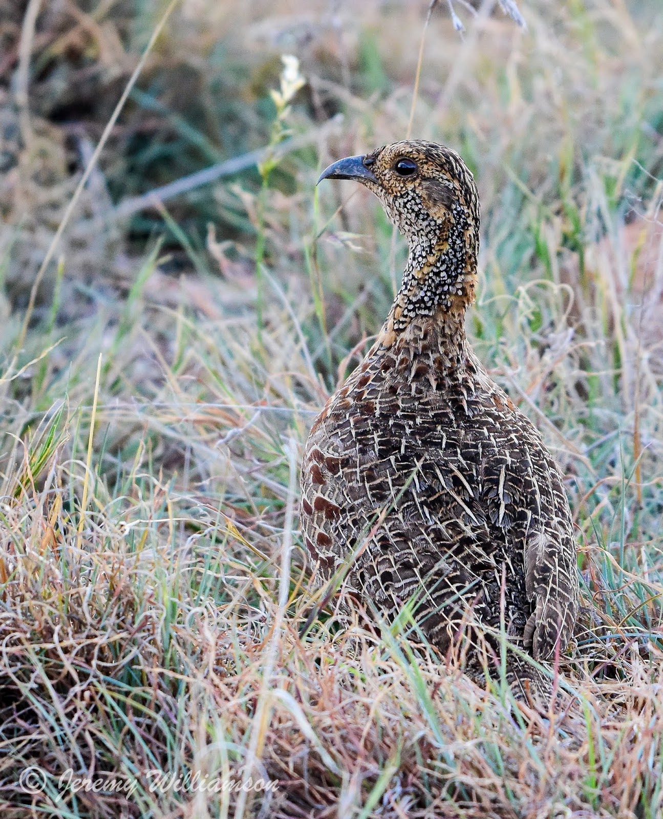 Far and Wild Safaris Blog: Samara Private Game Reserve - The Manor ...