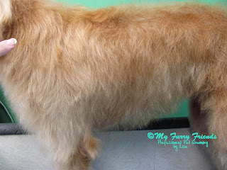 Pet Grooming: The Good, The Bad, & The Furry: Grooming Doodles