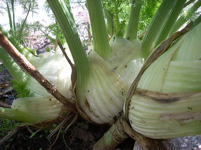 GUIA DE PLANTAS MEDICINAIS