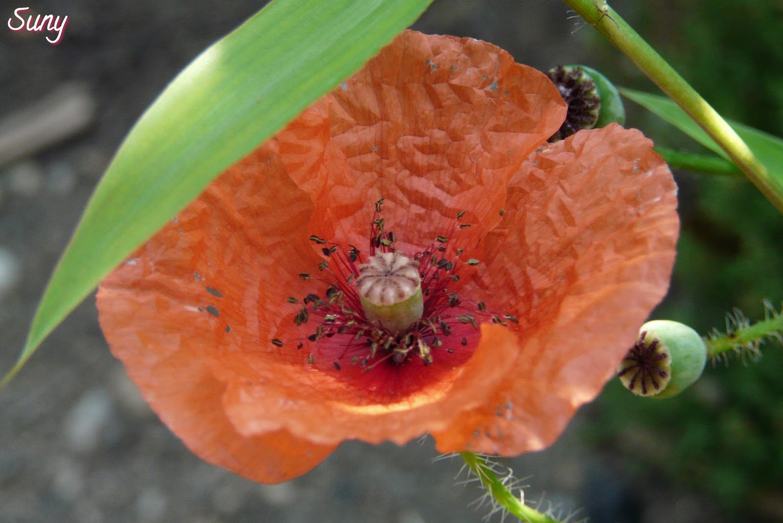 La vie simple: Le coquelicot : propriétés thérapeutiques