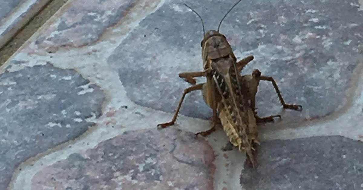 Internetowy Prorok Codzienny: Podsumowanie