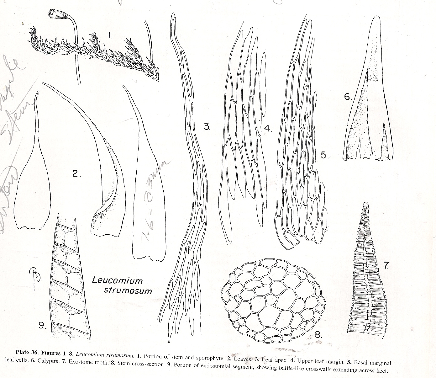 PLANT FAMILIES OF PUERTO RICO AND FLORIDA PAPO VIVES: 2020