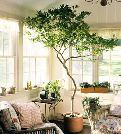 dear september: i want an indoor tree!