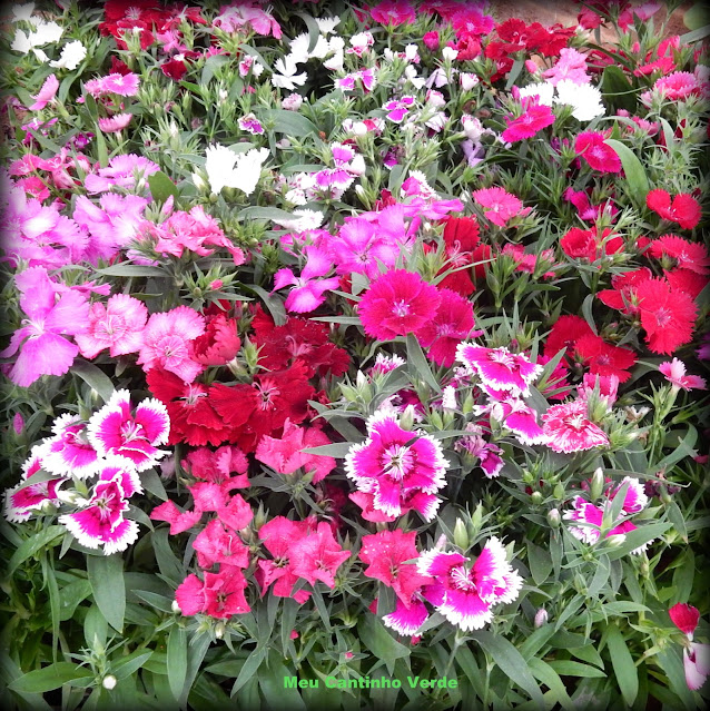 Meu Cantinho Verde: CRAVINA - ( Dianthus chinensis )