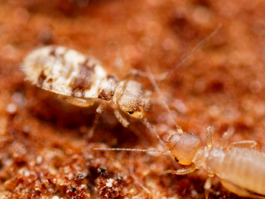 明石・神戸の虫 ときどきプランクトン2: コナチャタテ属の2種（Liposcelis spp.）