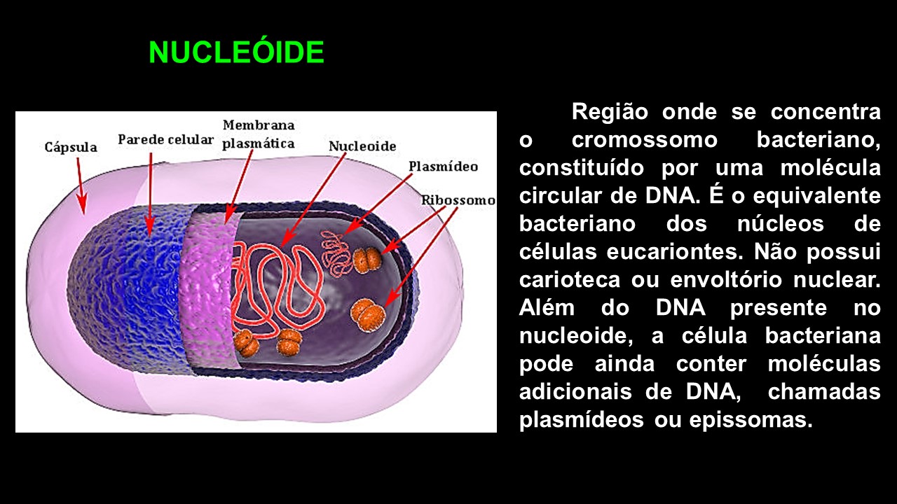 Professor Jimmy Oliveira: CAPÍTULO 3 - SERES PROCARIONTES - BACTÉRIAS ...