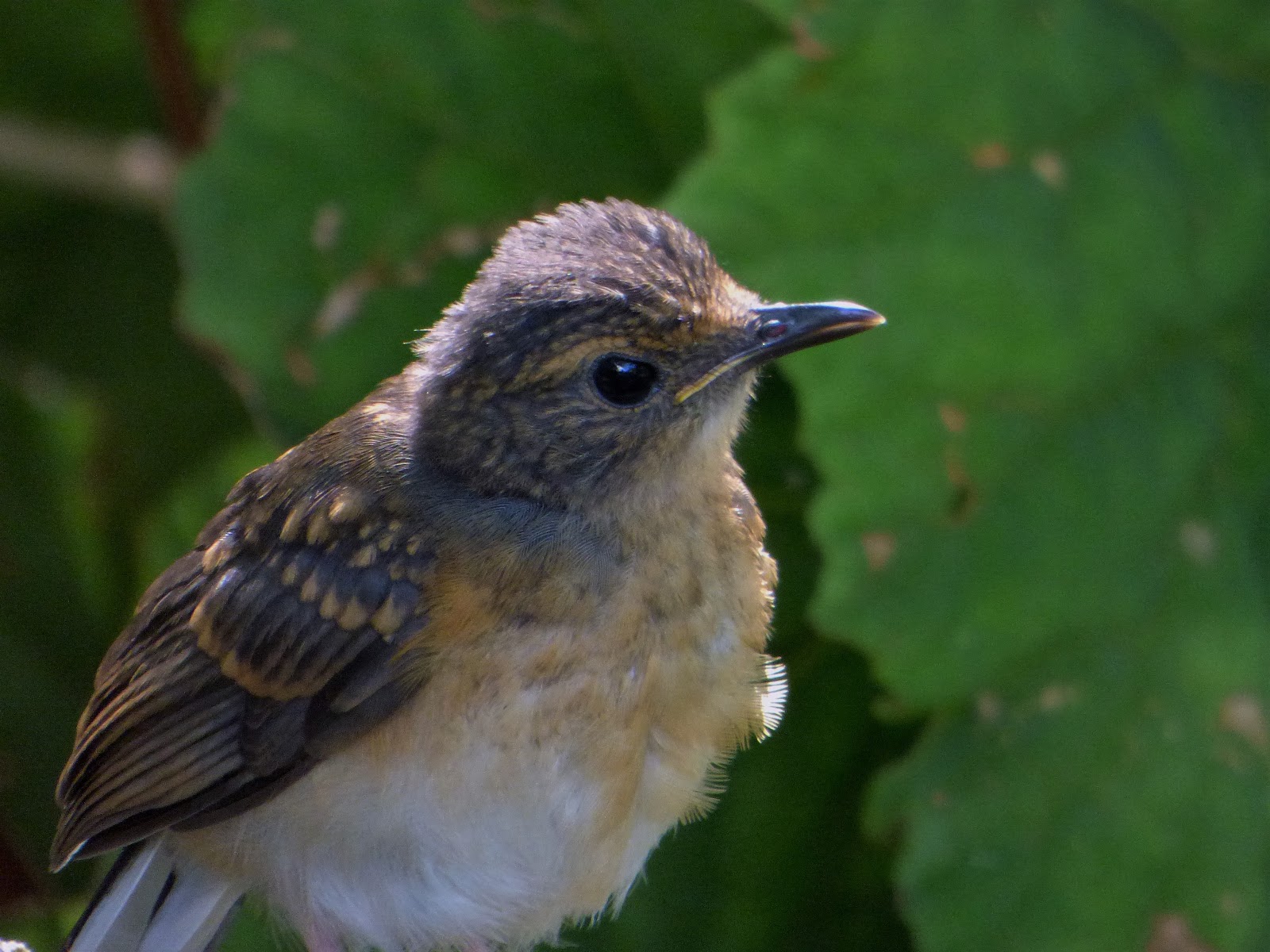 Geotripper's California Birds: Juvenile Shama Thrush in Waimea Valley ...