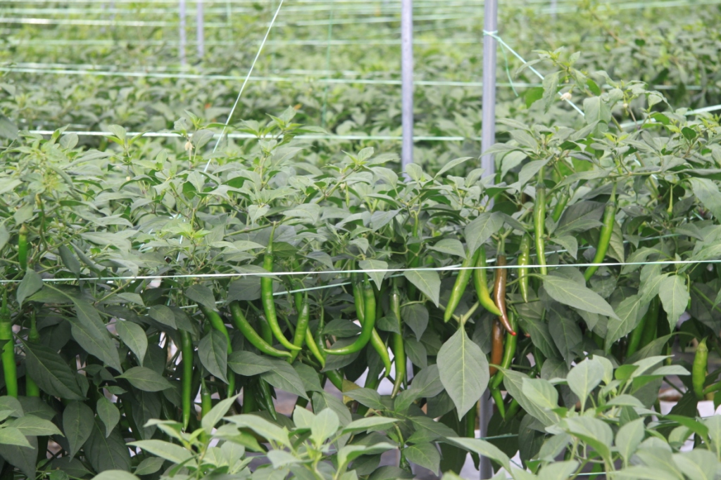 My little vegetable garden: GROWING CHILI on a large scale.