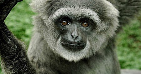 Owa Jawa, Hewan Paling Setia tapi Populasinya Sedikit