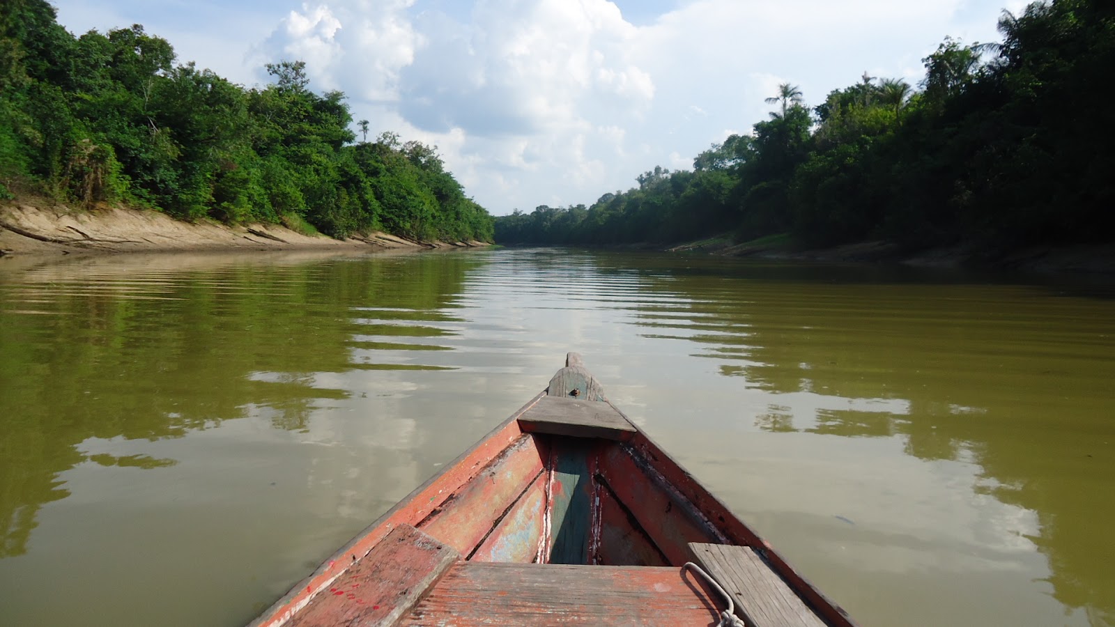 Kam pa kam?: Amazonka