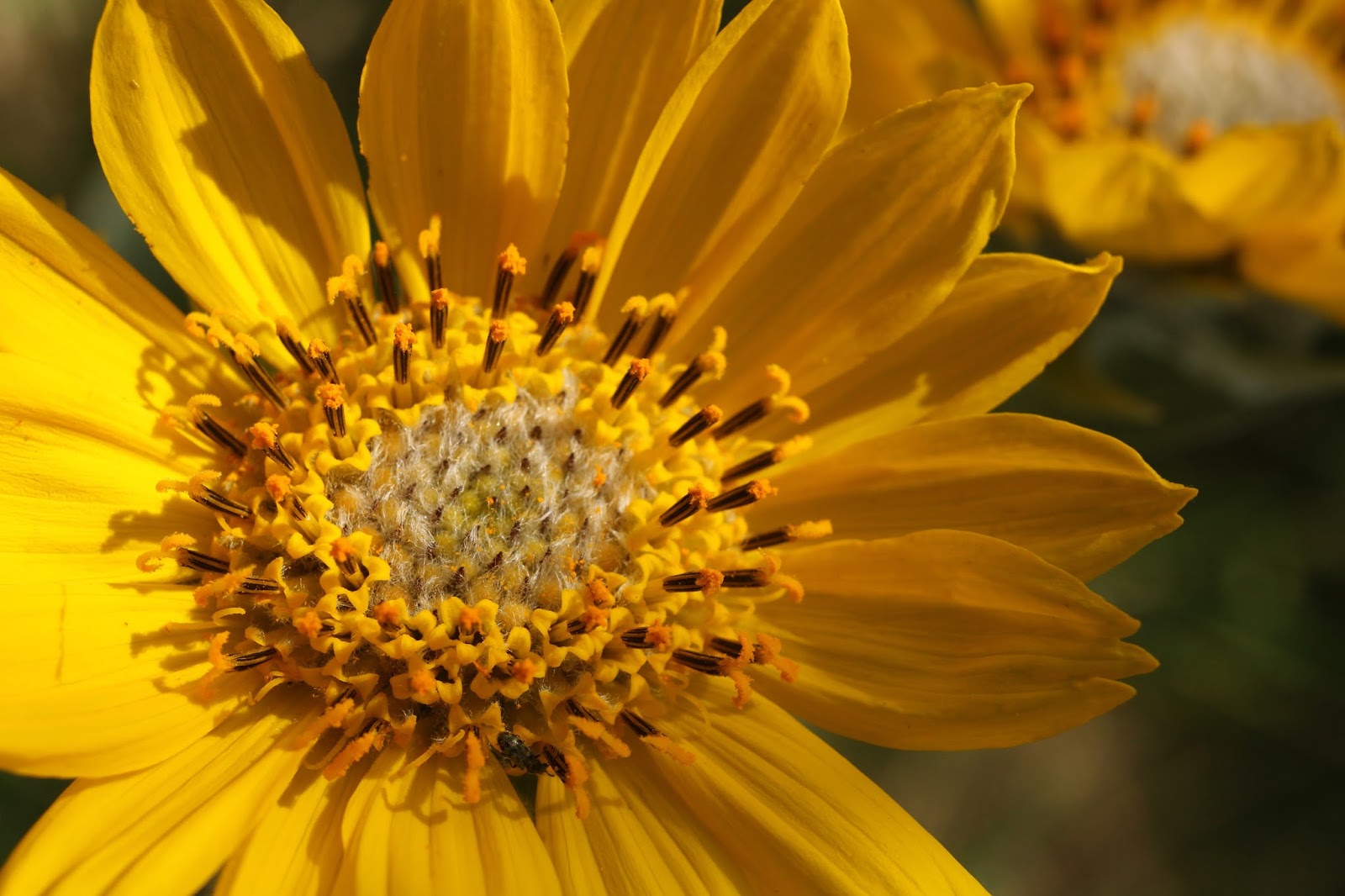 Nomadic Newfies: File Mile-Watchman-Three Bears Loop Near Boise