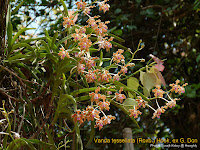 Medicinal Plants: Vanda tessellata