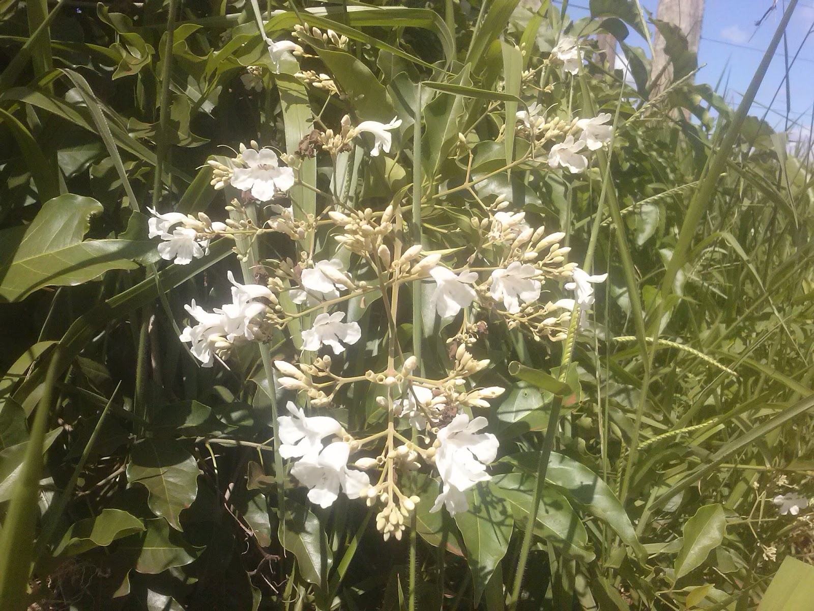 Fridericia florida ~ ADRIANO CERRADO