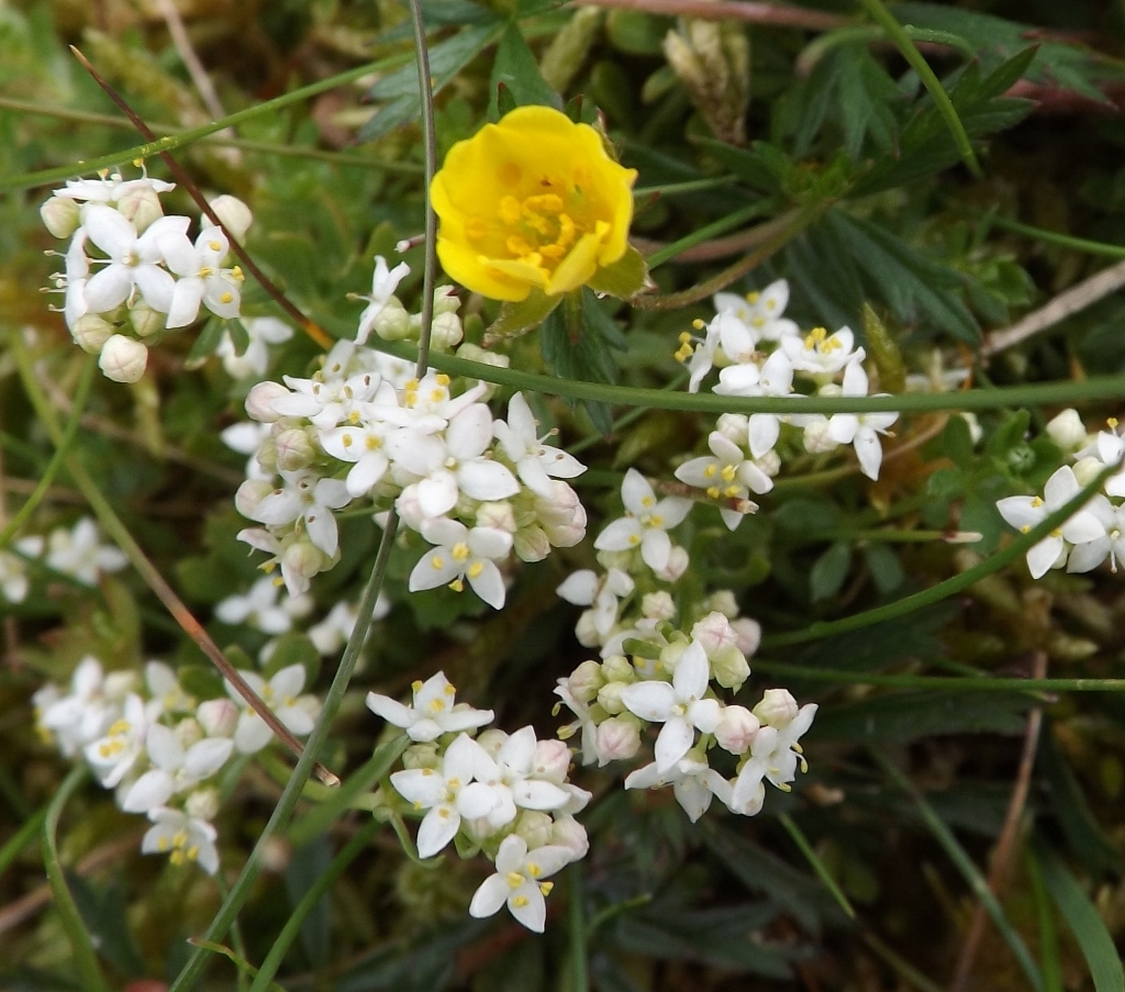 Dartmoor Ramblings: BITS AND PIECES 3