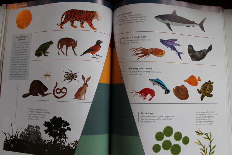 Books and Umbrellas: The Animal Book by Steve Jenkins
