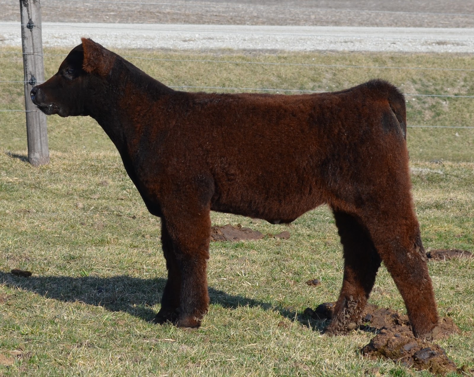 MITTAG Blog: Calf Pictures