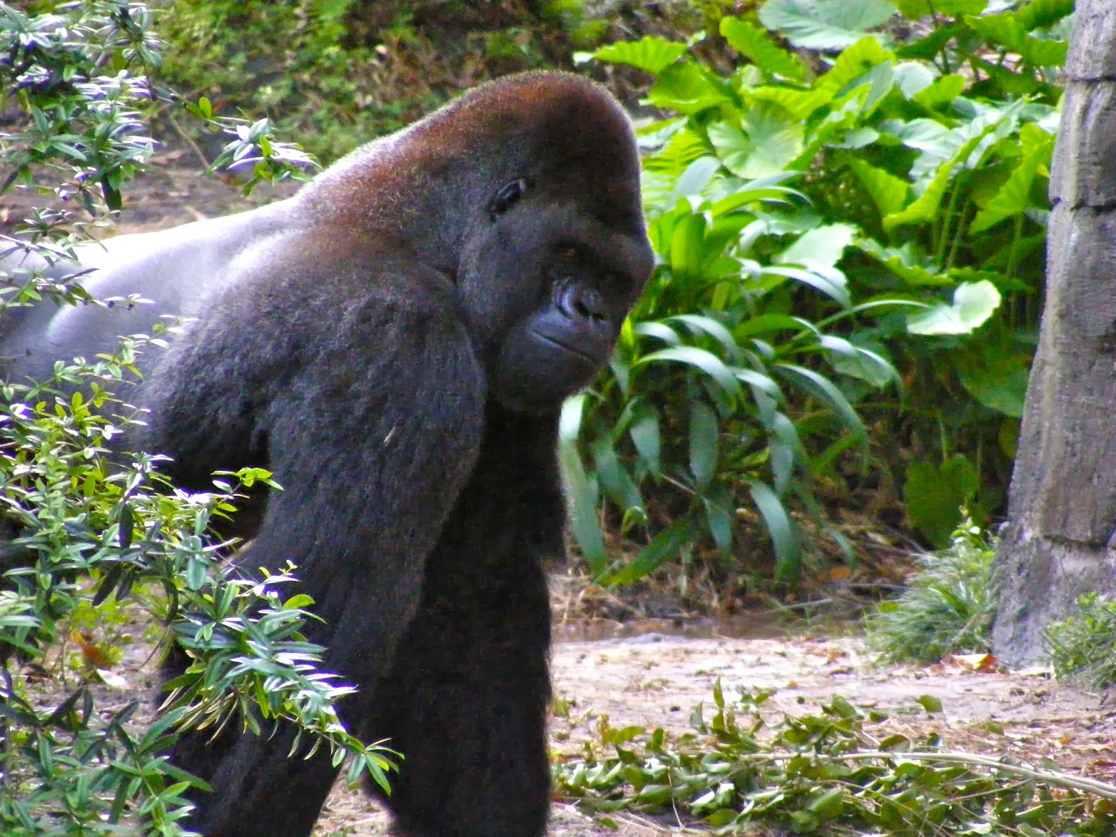Safari Mike: Silverback Gorillas