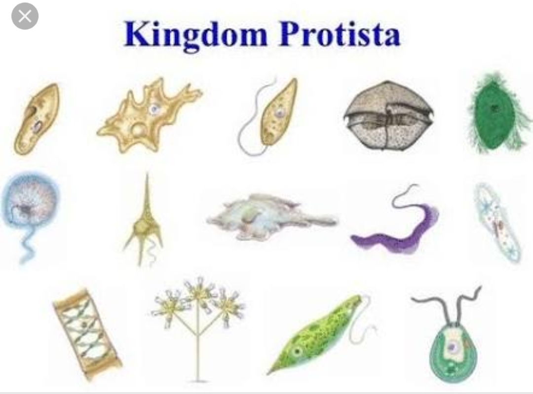 Pengertian dan Ciri-ciri Protista