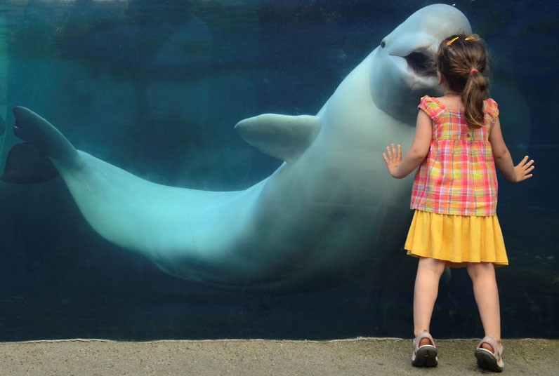 Cute!: Making friends with a Beluga whale!