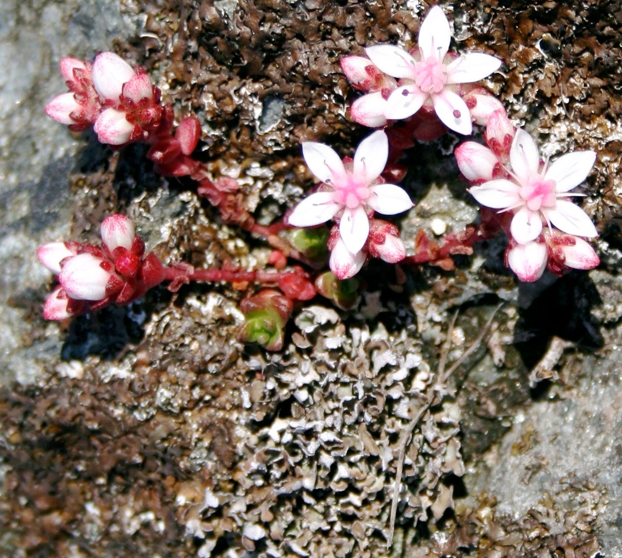 Revmatisme Sykehuset Haugesund