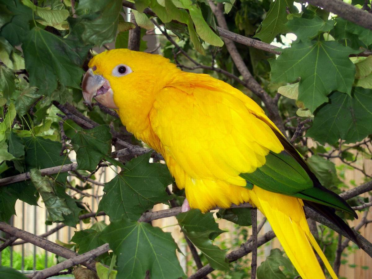 Japan: Golden Conure Parrot Free Wallpapers