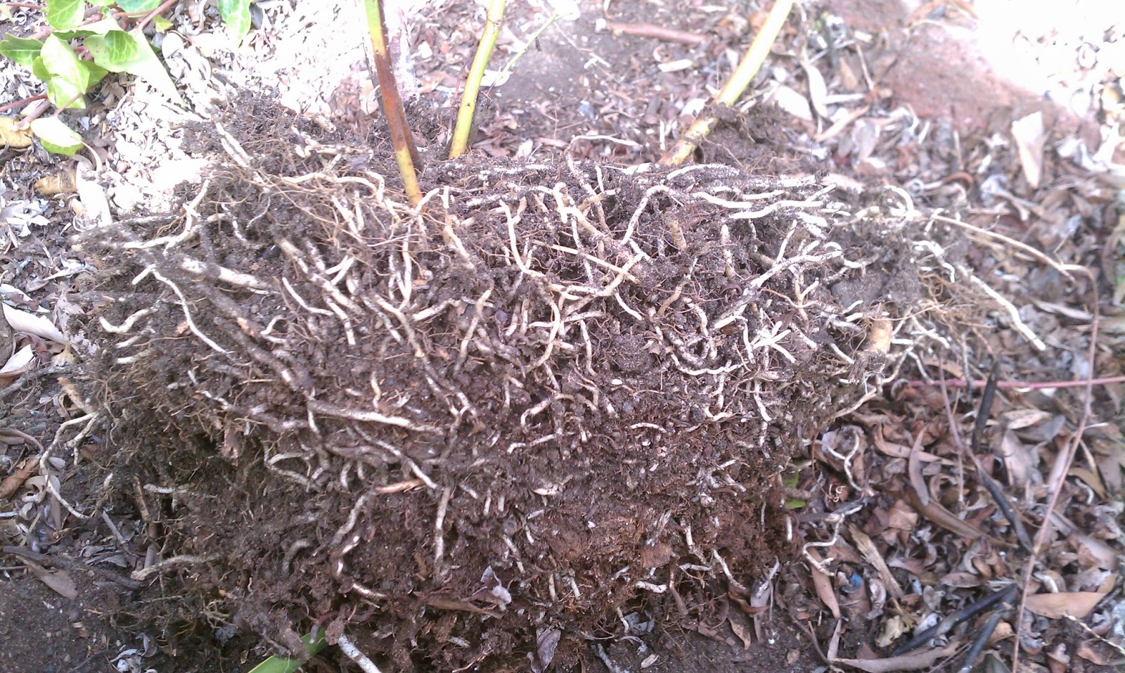 San Francisco Waldorf School: Urban Farm and Garden Blog