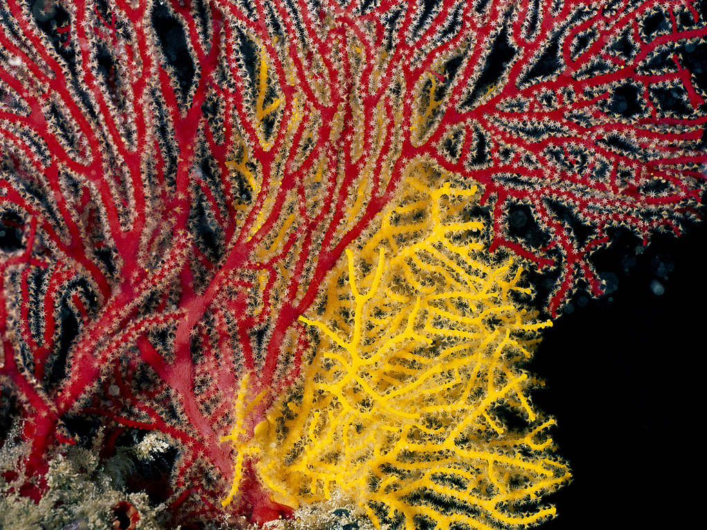 Real Monstrosities: Gorgonian