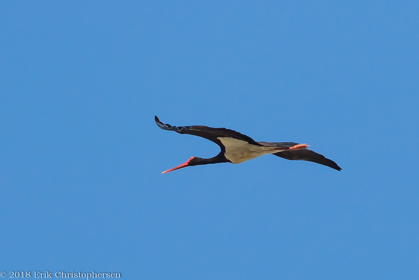 Erik Christophersens fotoblog: Årets første Sorte stork