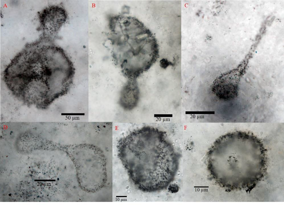 Sciency Thoughts: Microfossils from the Archean of South Africa.