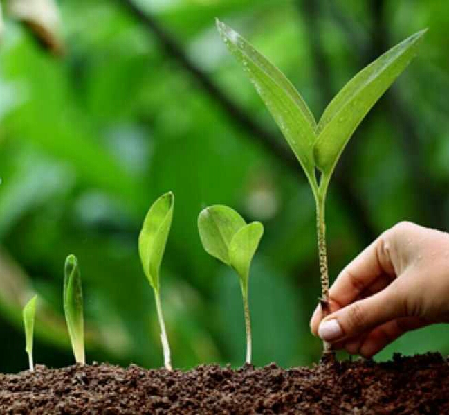 Report Writing -Tree Plantation