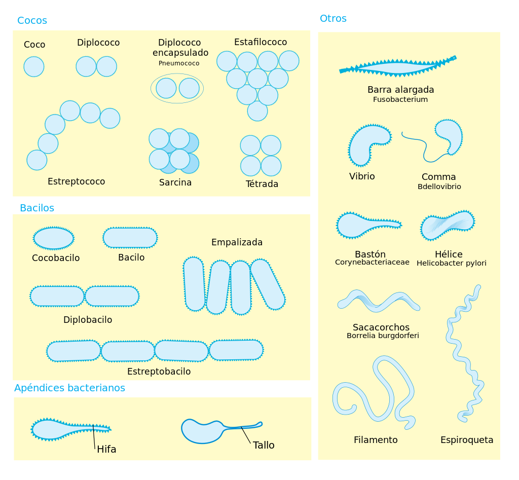 La Mitocondria: De cocos va la cosa