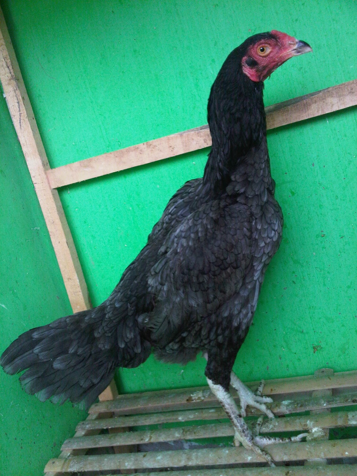 AYAM TANGKAS: PETERNAKAN AYAM SAIGON, BANGKOK, BURMA, ASEEL, MAGON ...