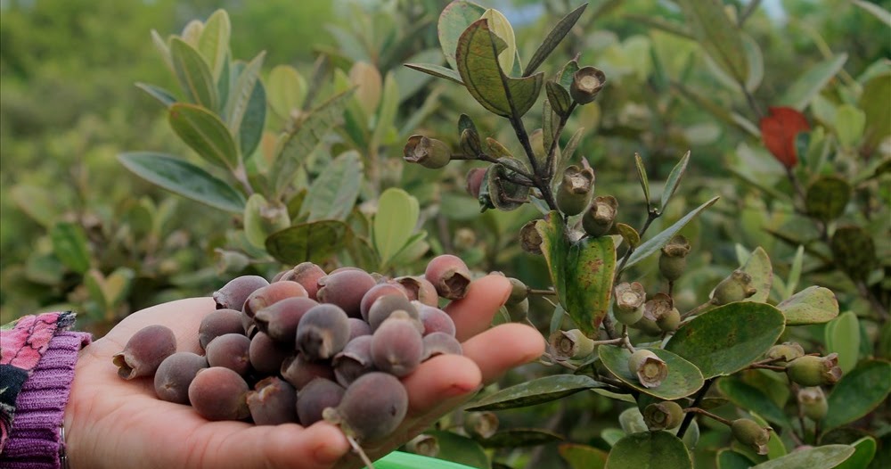 Kiếm bạc triệu mỗi ngày từ bán quả sim chín mọng trên thảo nguyên Bùi Hui