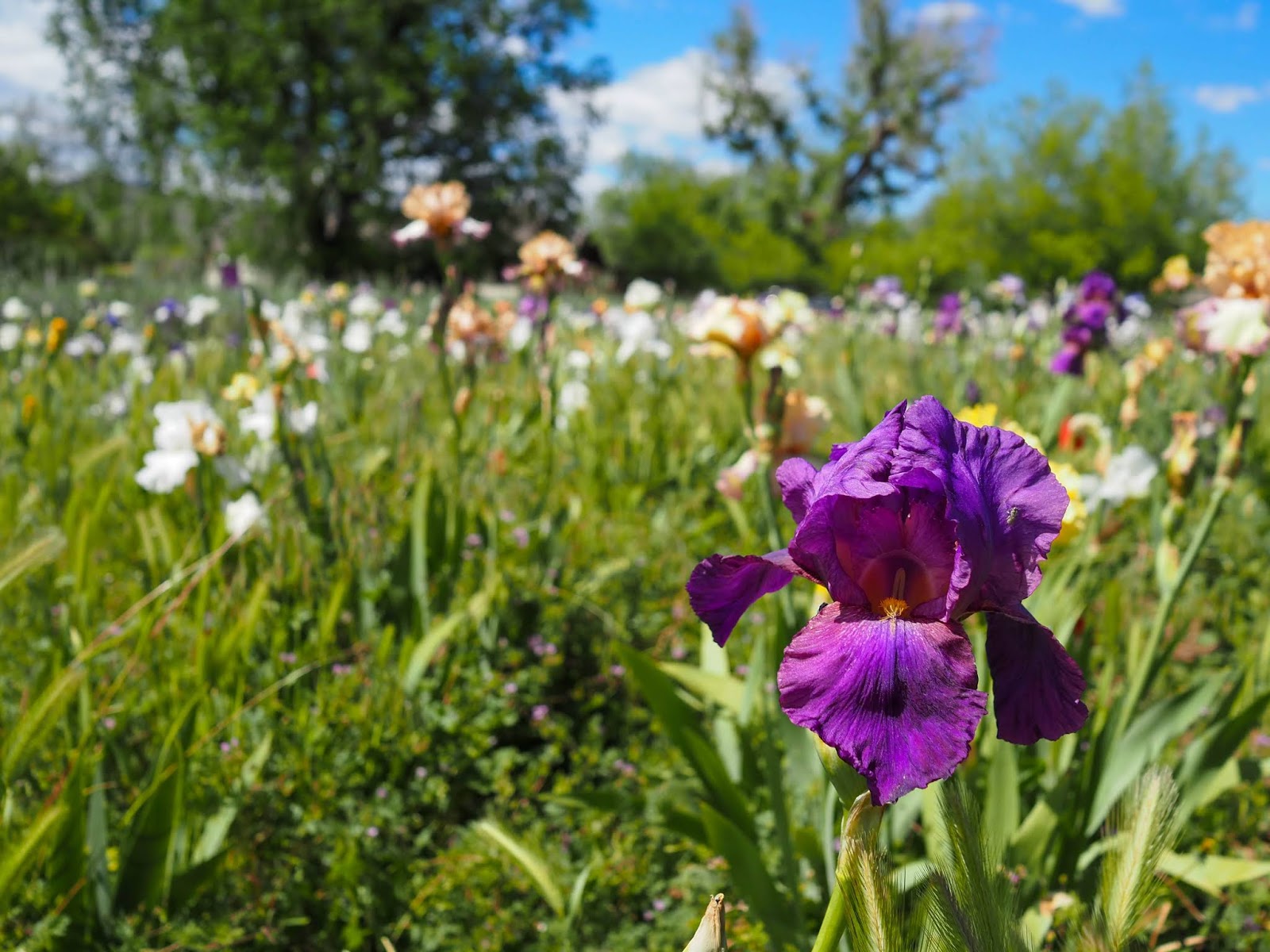 Little Hiccups: Visiting Boulder's Iris Farm
