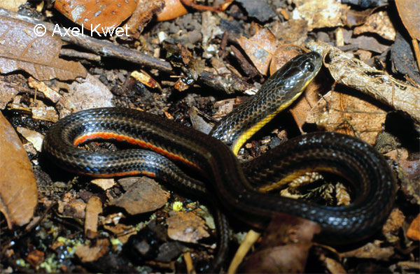 Argentina nativa: Culebra acuática parda (Helicops infrataeniatus)