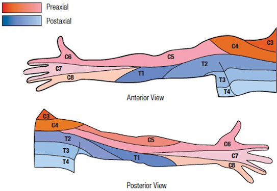 Ayurveda Treatment for Cervical Spondylosis | Neck Pain Cure