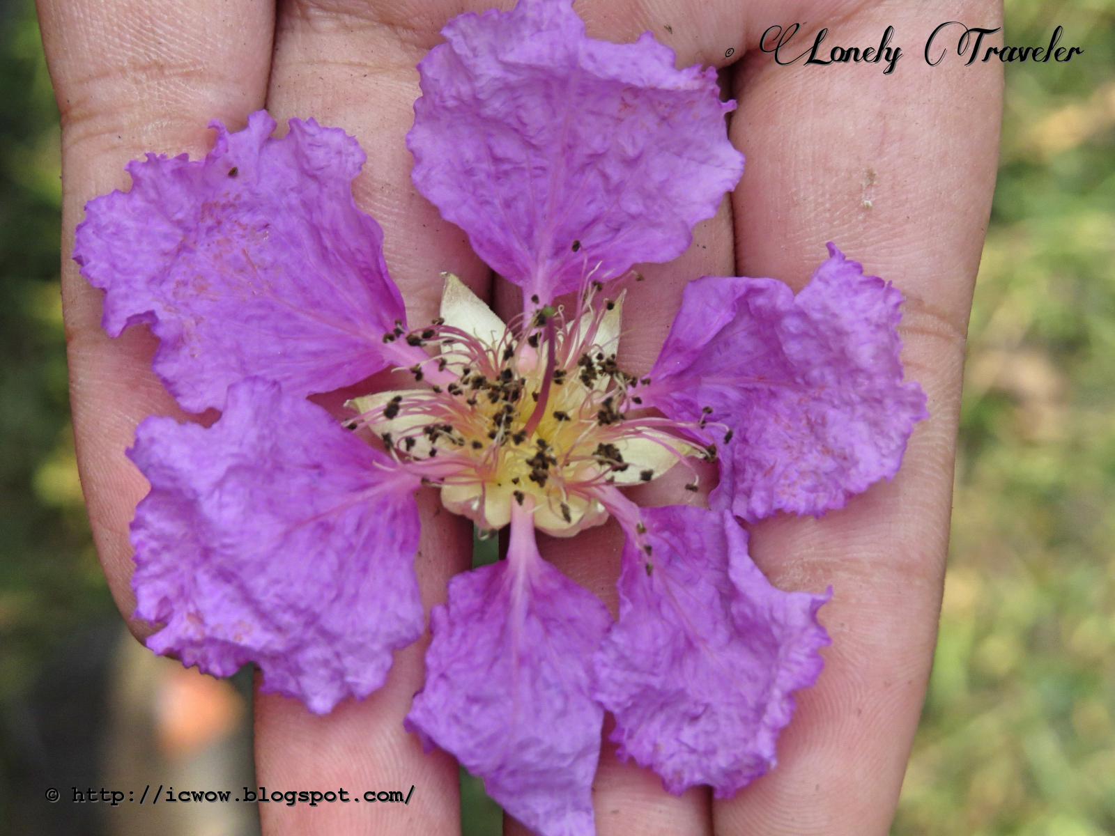 Jarul ful (জারুল ফুল) - Lagerstroemia speciosa
