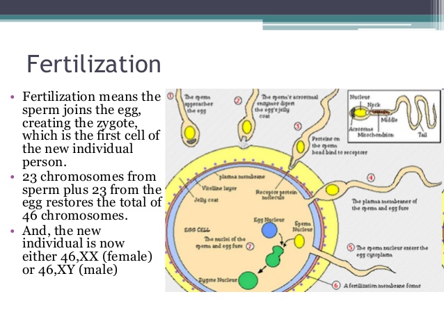 Process of Fertilization