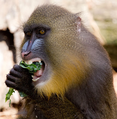 The Sheep Whisperer: Mandrill Monkey Business!