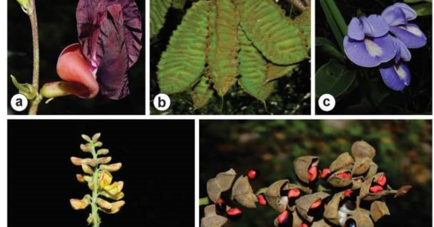 Fabaceae - Leguminosae no Brasil: A tribo Phaseoleae (Leguminosae ...