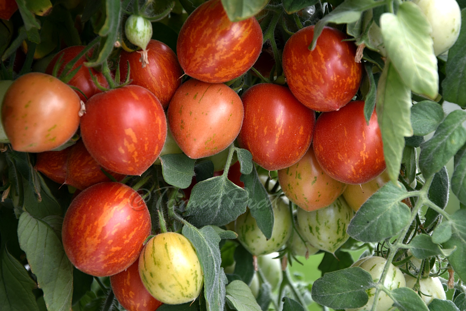 Helenes Tomater: Fuzzy Wuzzy - en ekstraordinær tomat!