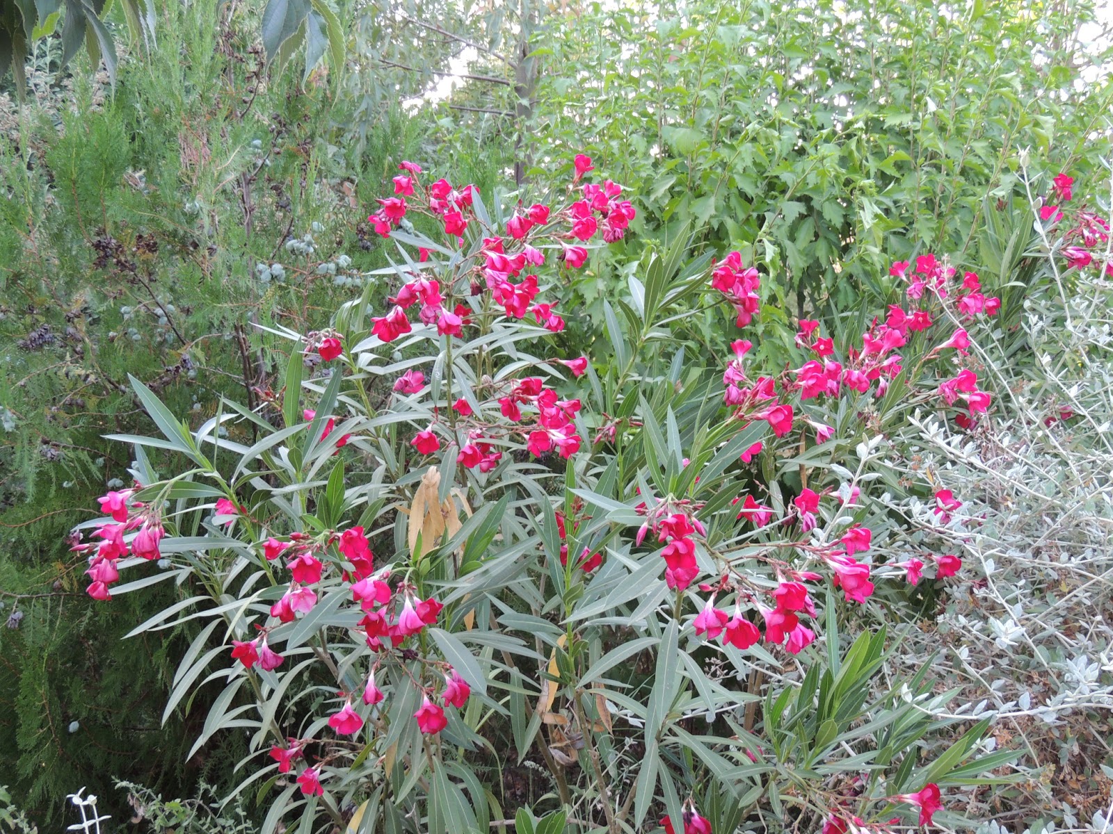 El Terrao - Dos urbanitas en el campo: ADELFAS