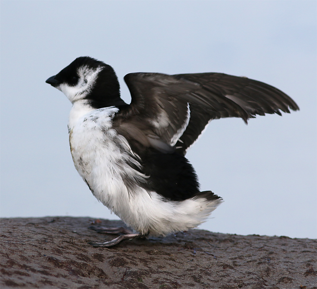 Kerry Birding: Little Auk release
