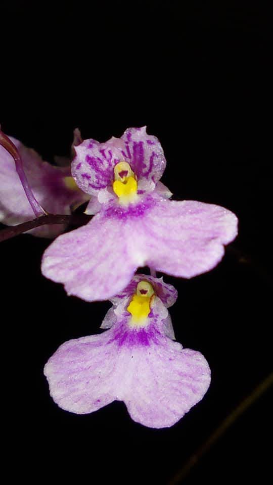 Ionopsis utricularioides (Sw.) Lindl.