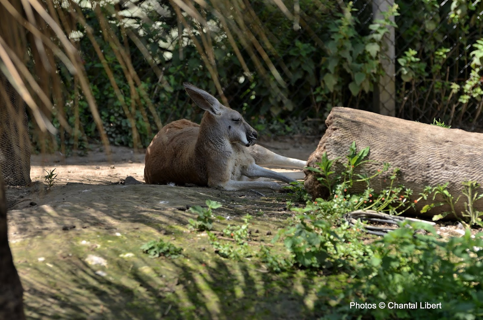 animaux dans les parcs en belgique
