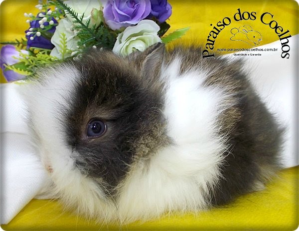 Teddy Dwerg Paraiso: Filhotes vendidos