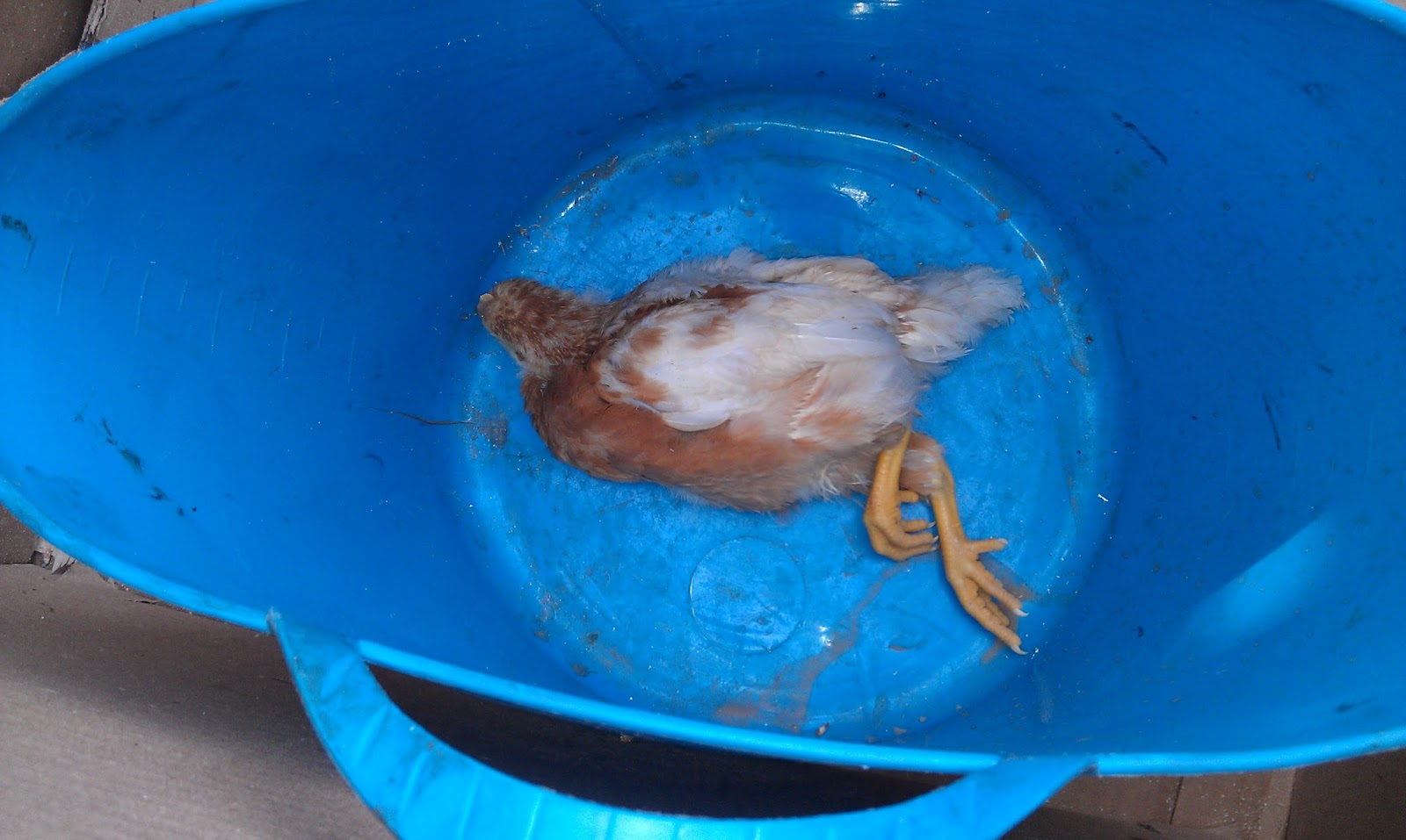 Chickens Are In The Coop