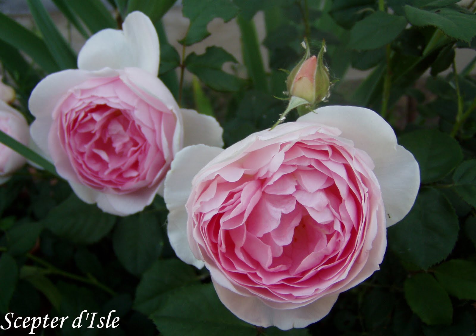 Eszterkertje: SCEPTER D'ISLE ANGOL RÓZSA